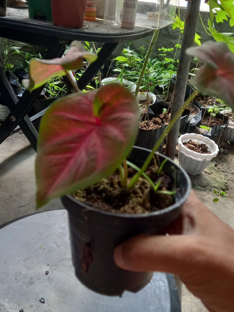 Red emperor caladium, Furniture & Home Living, Gardening, Plants ...