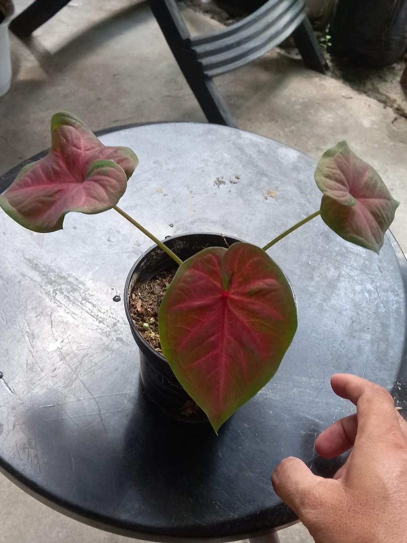 Red emperor caladium, Furniture & Home Living, Gardening, Plants ...