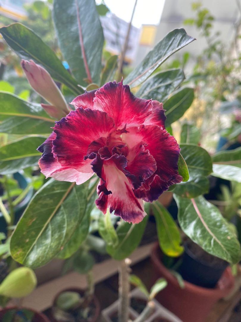 ‘Wonderland’ adenium (Taiwan Id), Furniture & Home Living, Gardening ...