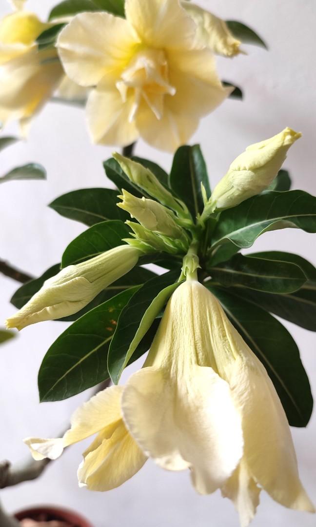 Yellow Adenium desert flower: Golden Dragon, Furniture & Home Living ...