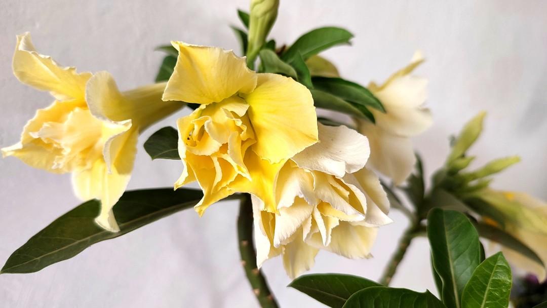 Yellow Adenium desert flower: Golden Dragon, Furniture & Home Living ...