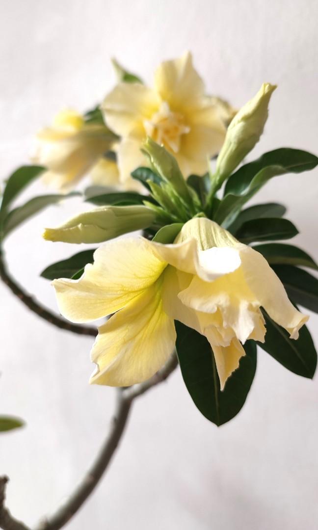 Yellow Adenium desert flower: Golden Dragon, Furniture & Home Living ...