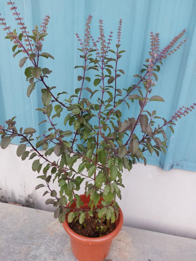 Purple stem Tulisi /Holy Basil (80 cm), Furniture & Home Living ...