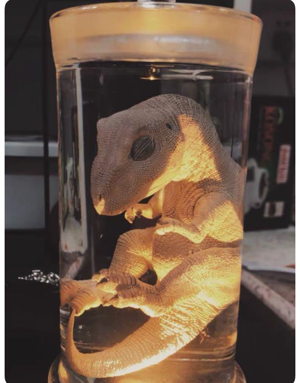 Dinosaur Tyrannosaurus Rex Fetus Wet Specimen taxidermy, Hobbies & Toys ...