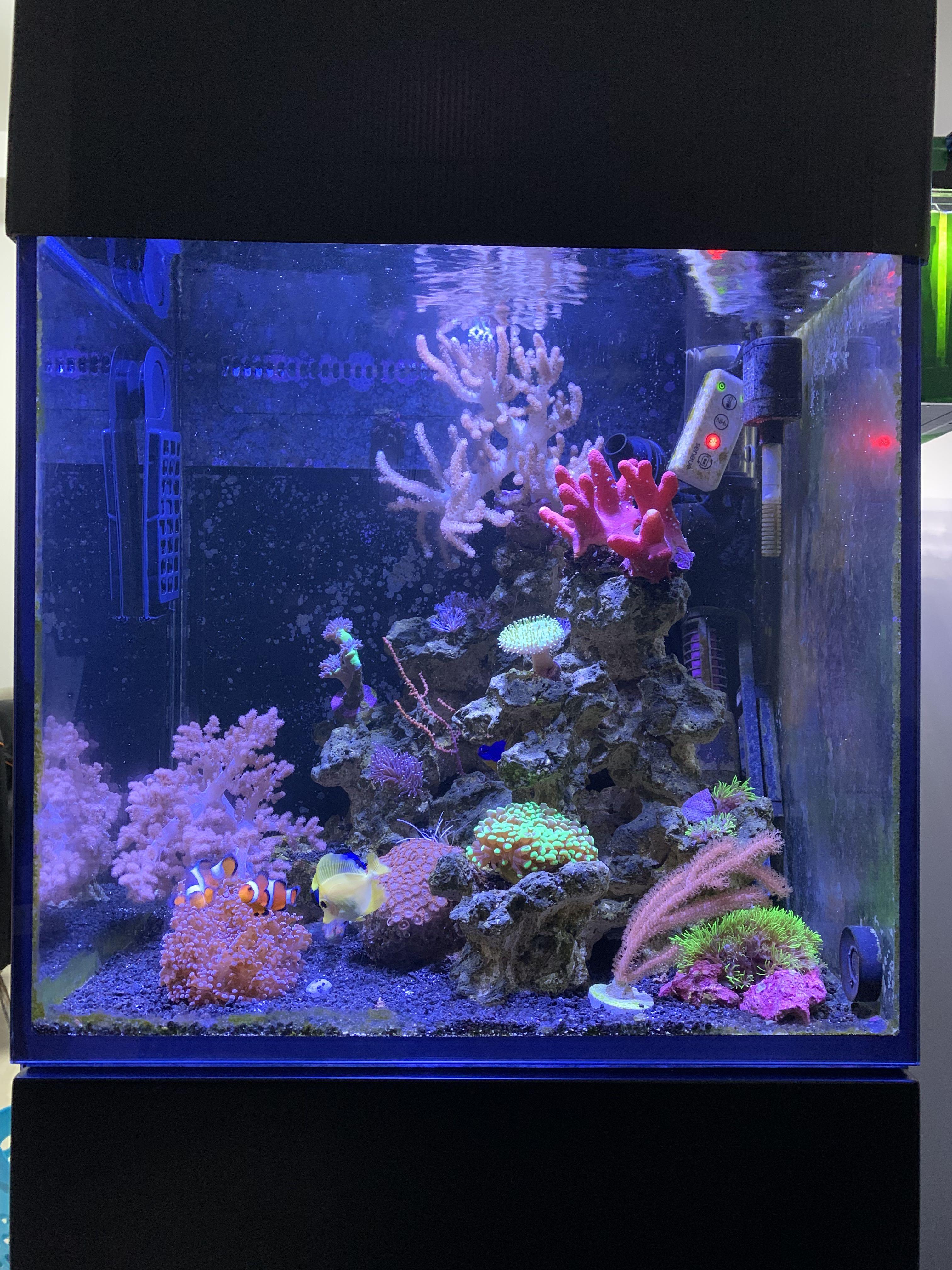 RedSea Max Nano AIO 20gal marine tank with original cabinet, Pet ...