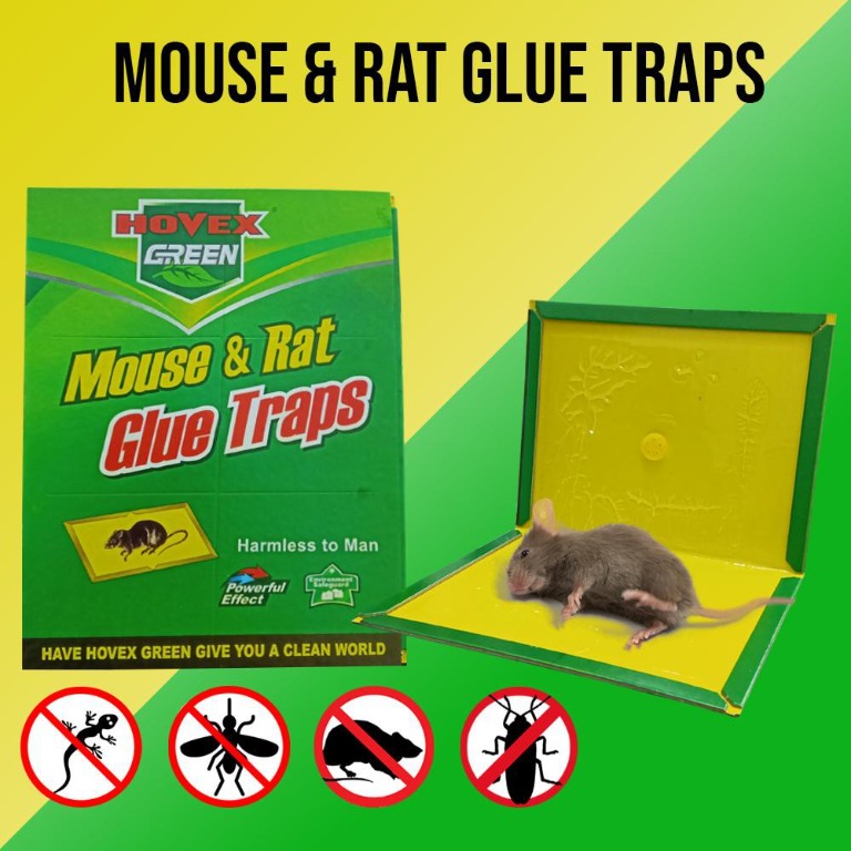 BUY 1 TAKE 1 Mouse & Rat Glue Trap, Pesticide, Super Stick, Health ...