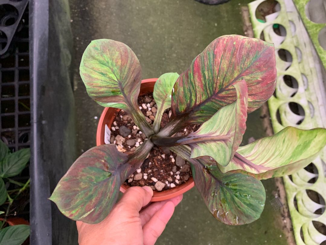 Caladium rainbow tail, Furniture & Home Living, Gardening, Plants ...