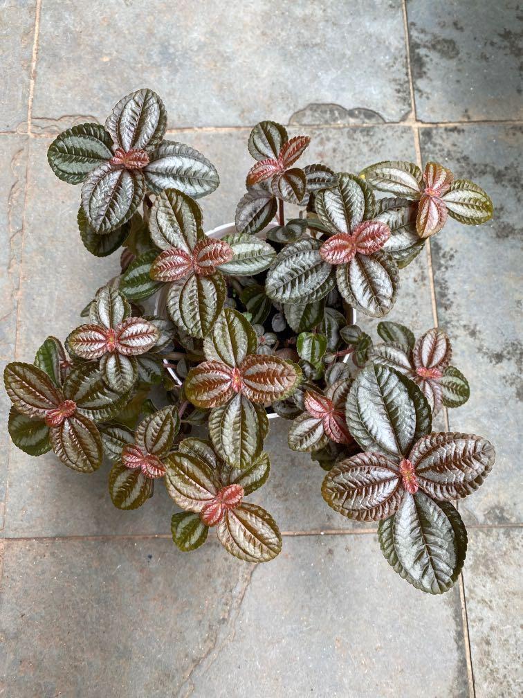 Pilea involucrata aka Friendship Plant, Furniture & Home Living ...