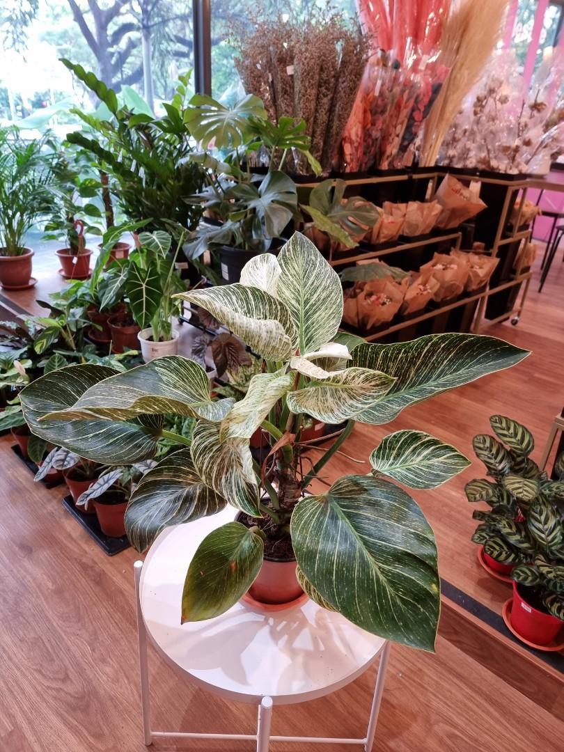 Philo Birkin, Furniture & Home Living, Gardening, Plants & Seeds on ...