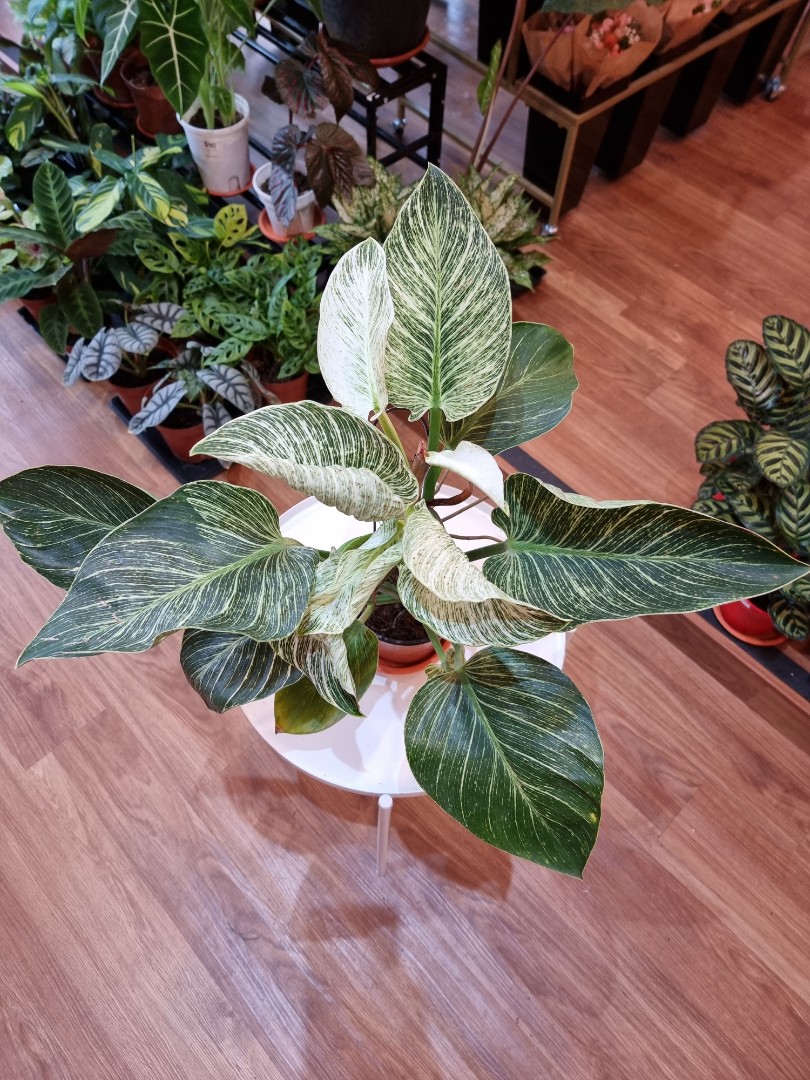 Philo Birkin, Furniture & Home Living, Gardening, Plants & Seeds on ...