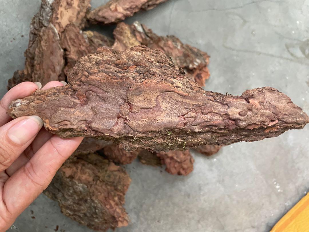 PINE BARK SUBSTRATE TREATED WITH PATHOGENS, FUNGI, Furniture & Home ...