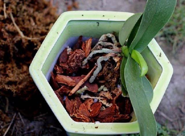 PINE BARK SUBSTRATE TREATED WITH PATHOGENS, FUNGI, Furniture & Home ...