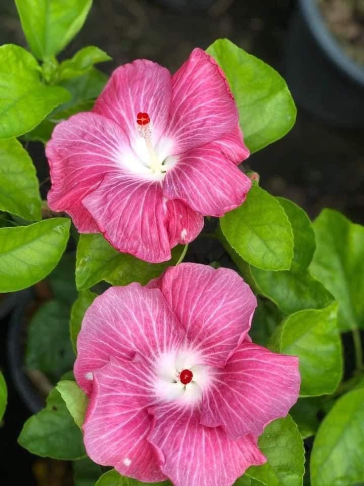 Pokok bunga raya leelavadee, Furniture & Home Living, Gardening, Plants ...