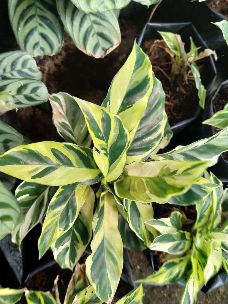 Pokok Calathea Thai beauty, Furniture & Home Living, Gardening, Plants ...