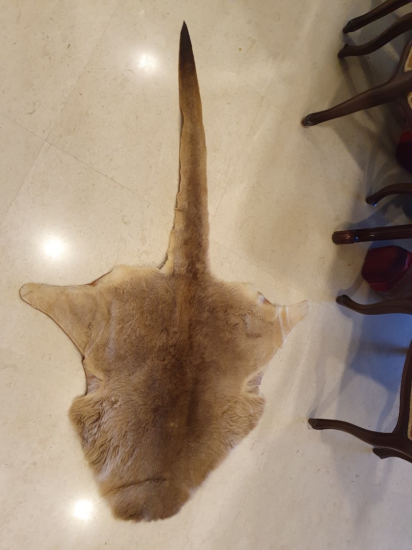 String ray carpet, Furniture & Home Living, Home Decor, Carpets, Mats ...