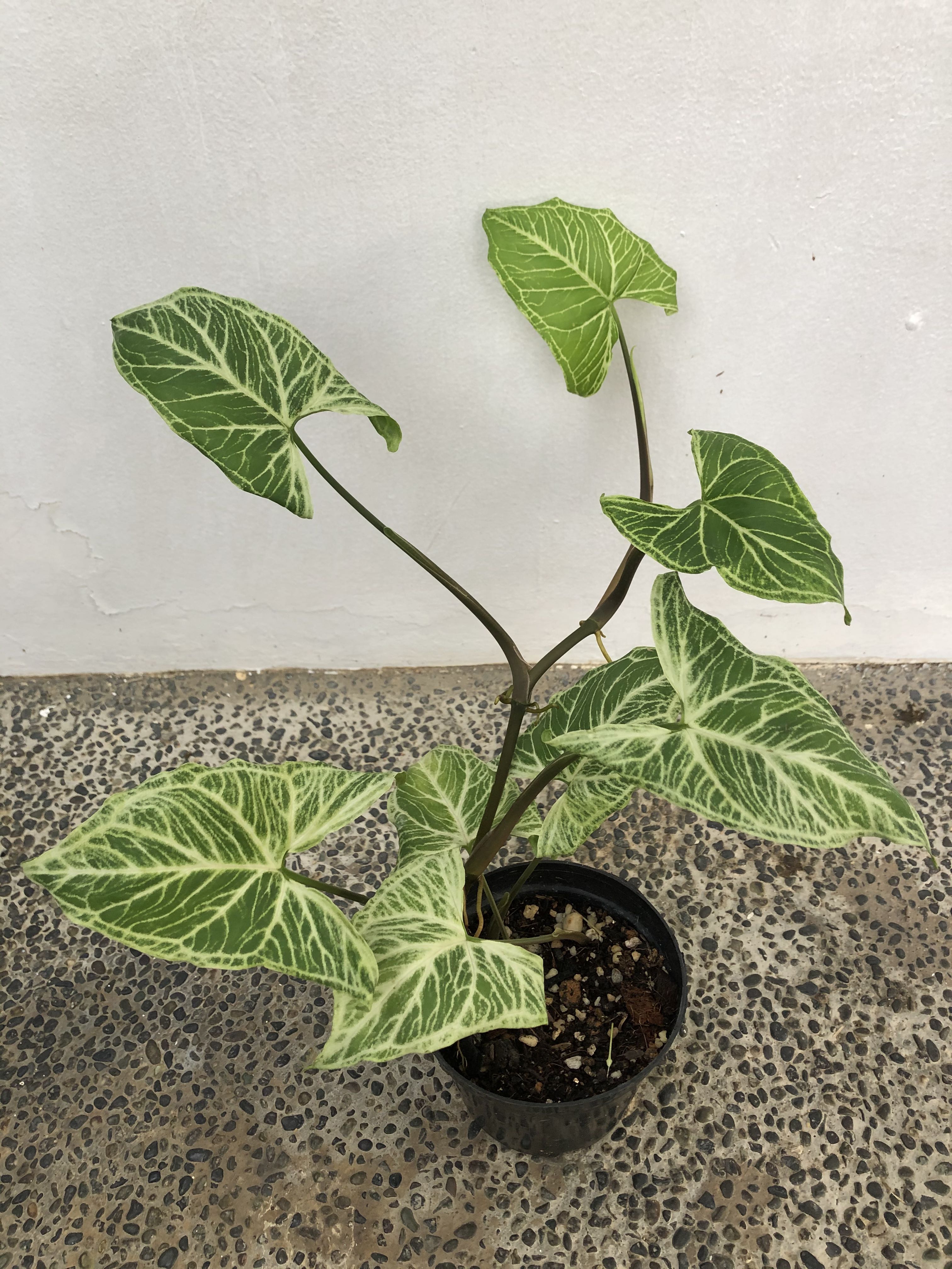 Syngonium Batik, Furniture & Home Living, Gardening, Plants & Seeds on ...