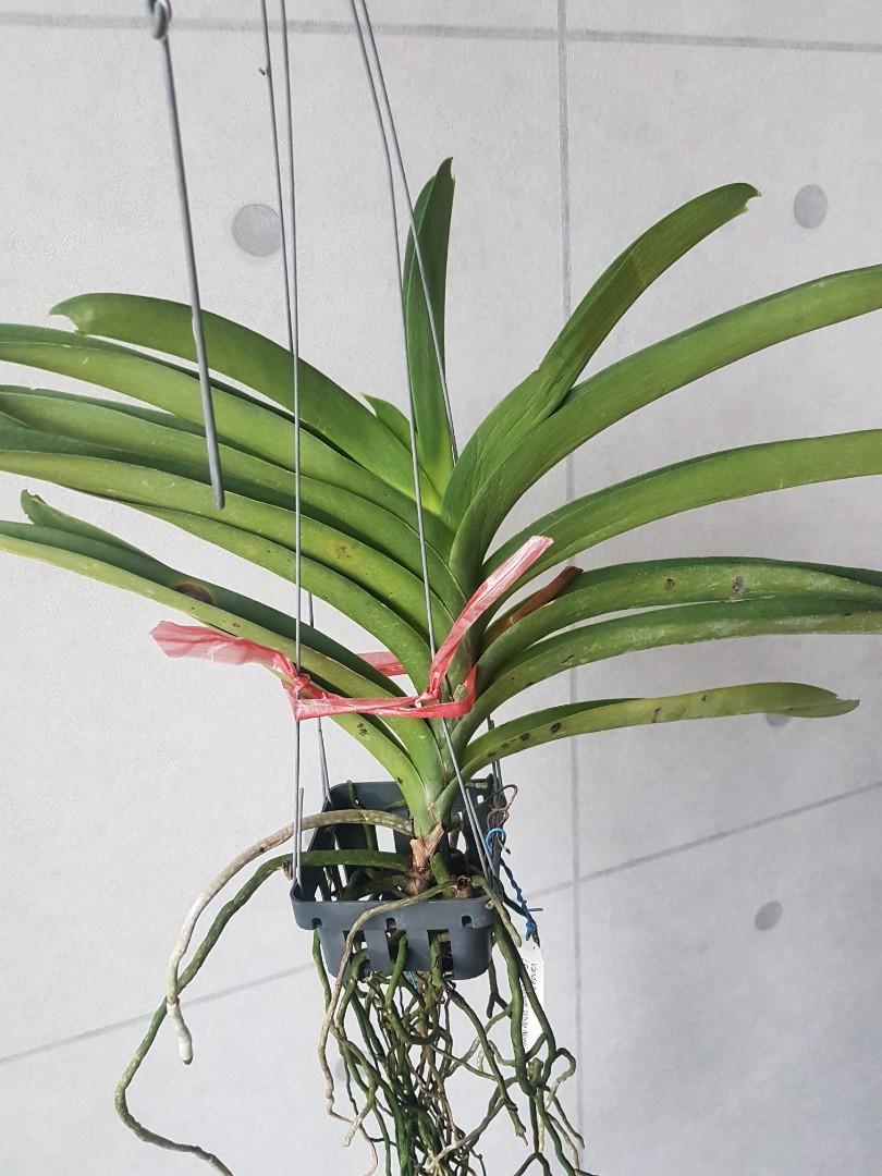 Vanda Pedro Bonetti 'White Nose' Orchid, Furniture & Home Living ...