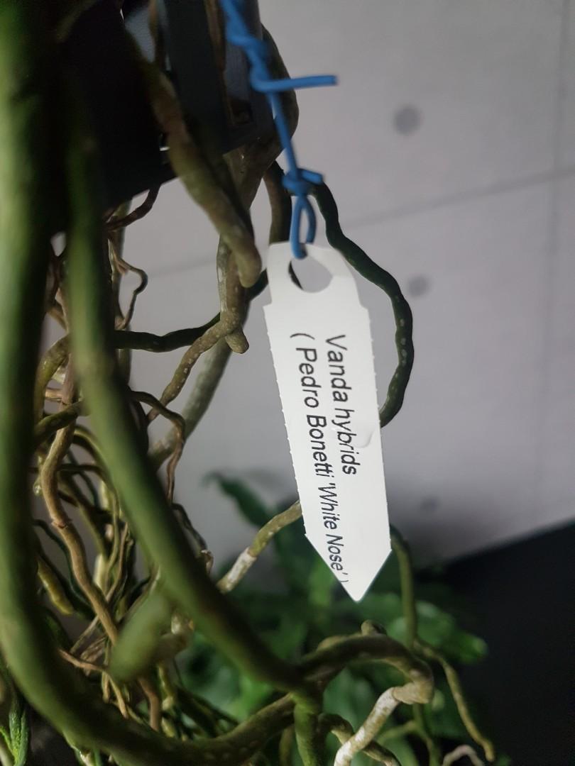 Vanda Pedro Bonetti 'White Nose' Orchid, Furniture & Home Living ...