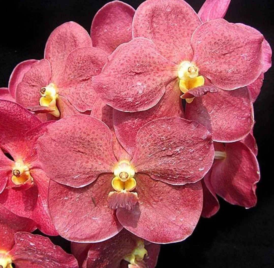 Vanda Pedro Bonetti 'White Nose' Orchid, Furniture & Home Living ...