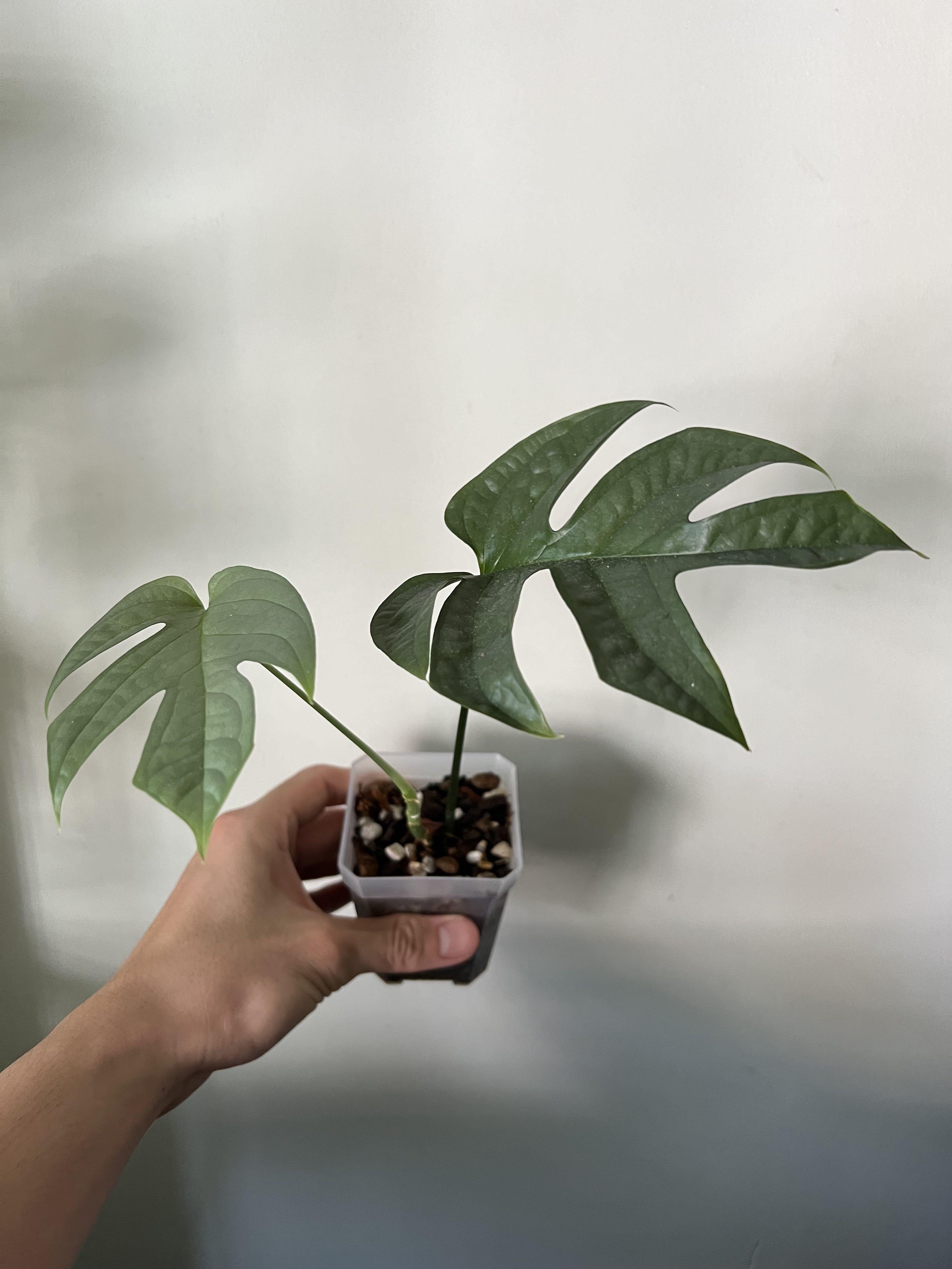 Amydrium Medium Silver , Furniture & Home Living, Gardening, Plants ...