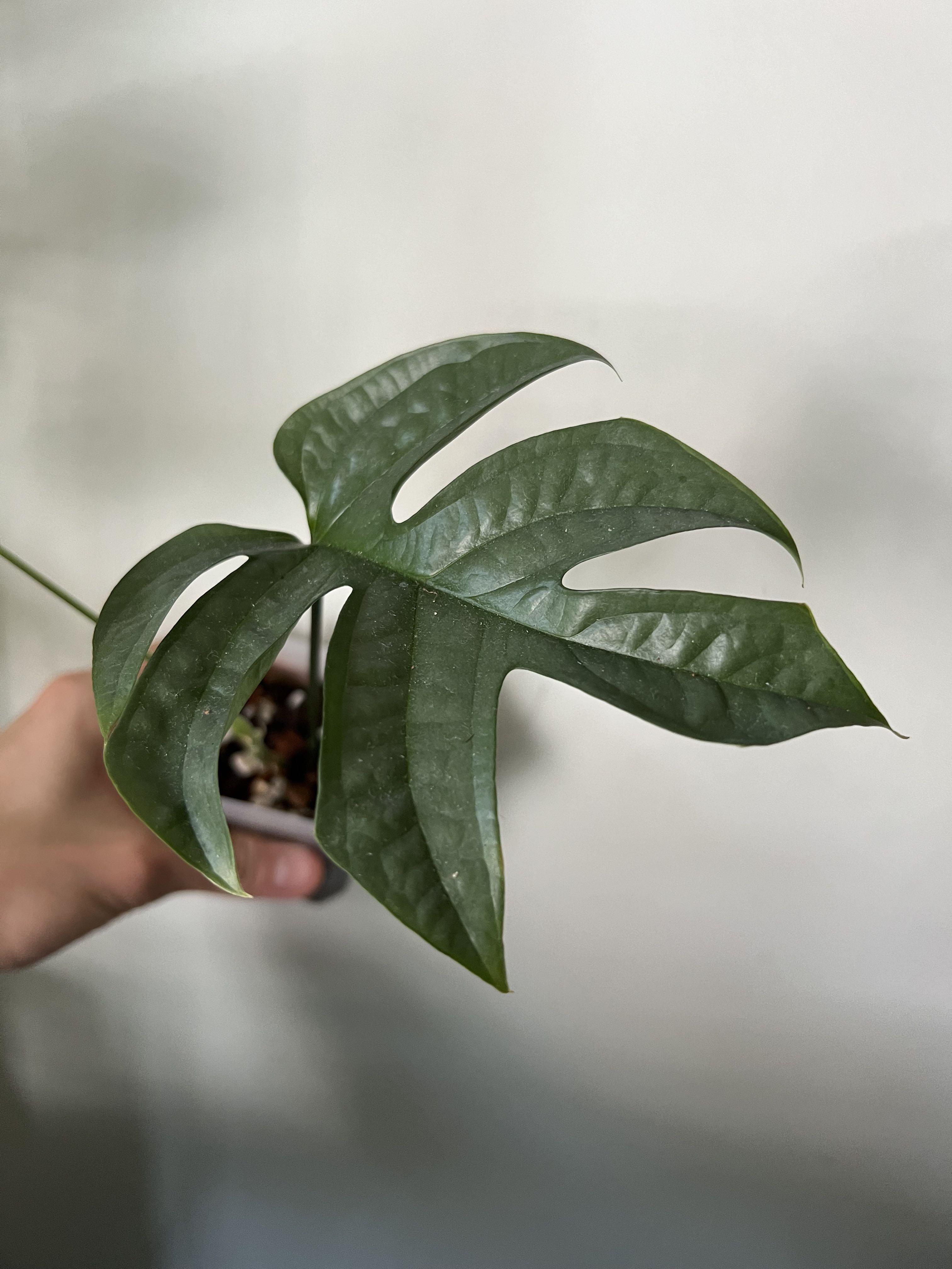 Amydrium Medium Silver , Furniture & Home Living, Gardening, Plants ...