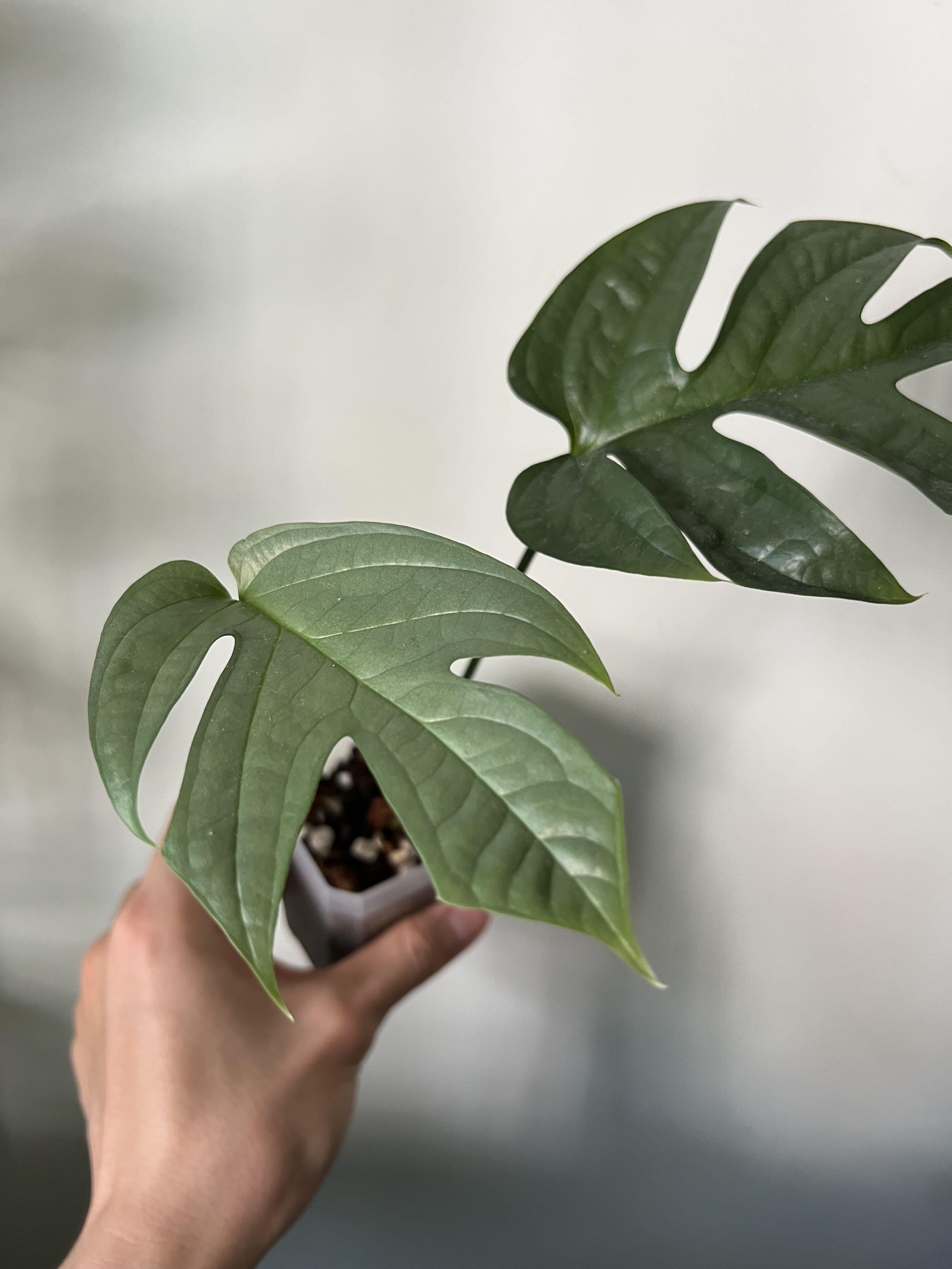 Amydrium Medium Silver , Furniture & Home Living, Gardening, Plants ...