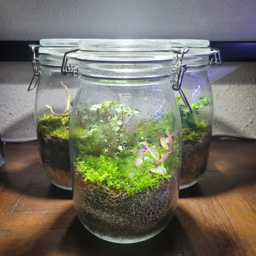 Customizable Terrariums, Furniture & Home Living, Gardening, Plants ...