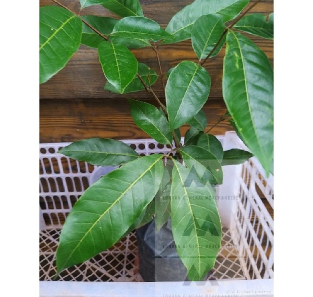 Grafted Rambutan Fruit seedlings (RR variety), Furniture & Home Living ...