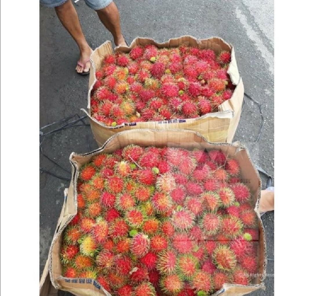Grafted Rambutan Fruit seedlings (RR variety), Furniture & Home Living ...