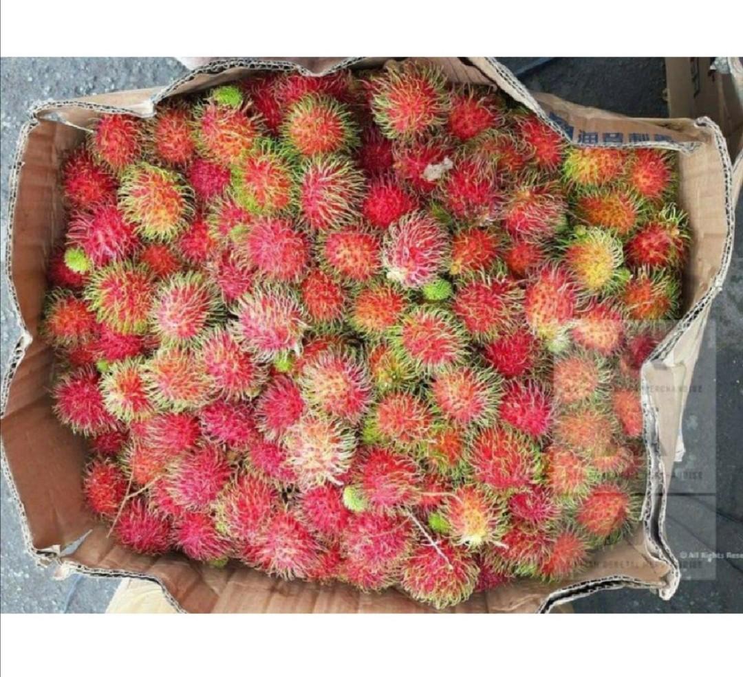 Grafted Rambutan Fruit seedlings (RR variety), Furniture & Home Living ...