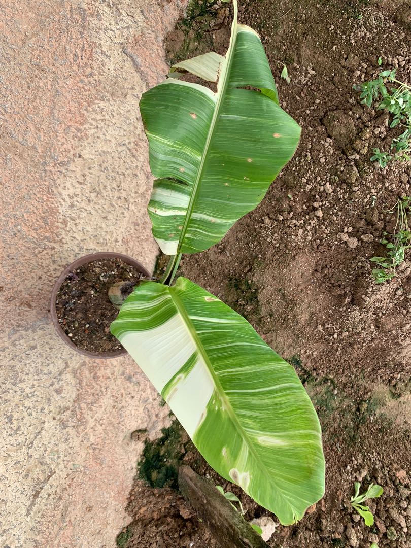 Musa Thai variegated, Furniture & Home Living, Gardening, Plants ...