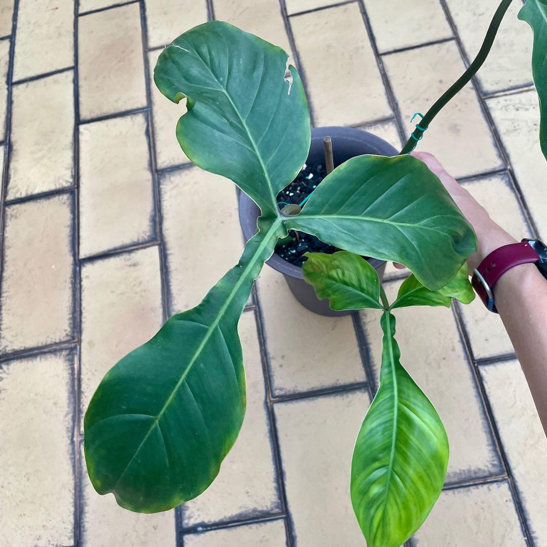 Philodendron 69686, Furniture & Home Living, Gardening, Plants & Seeds ...