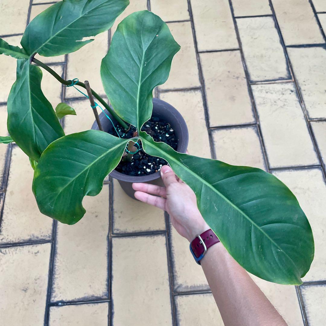 Philodendron 69686, Furniture & Home Living, Gardening, Plants & Seeds ...