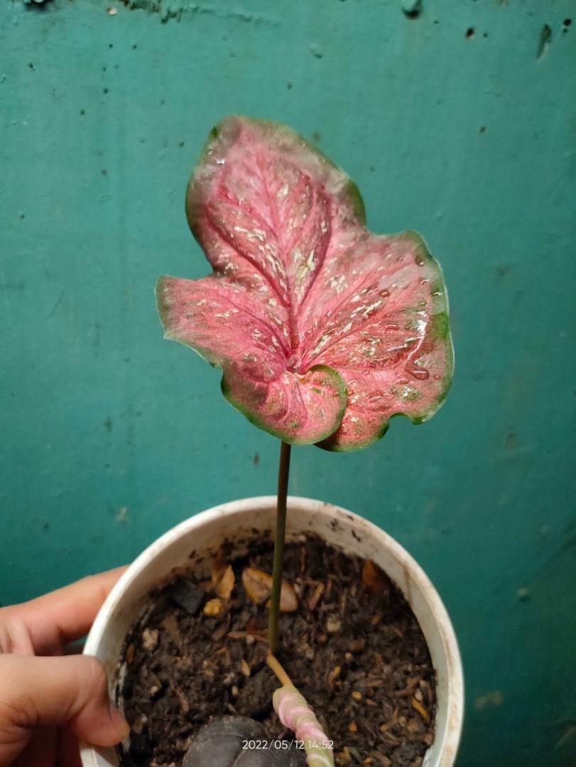 Red Emperor, Furniture & Home Living, Gardening, Plants & Seeds on ...