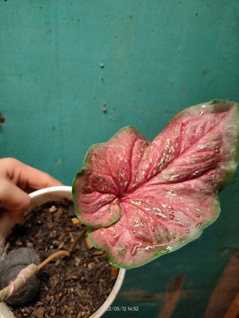 Red Emperor, Furniture & Home Living, Gardening, Plants & Seeds on ...