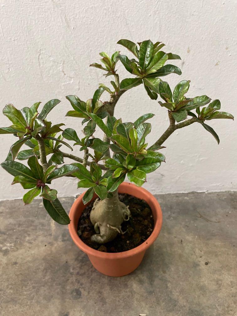 Adenium plant! Fu gui Hua!, Furniture & Home Living, Gardening, Plants ...