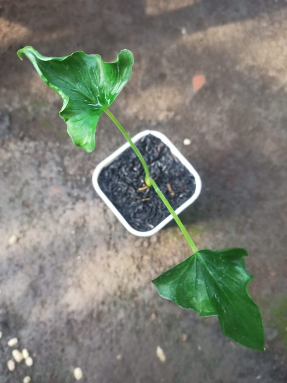 Alocasia Triangularis, Furniture & Home Living, Gardening, Plants ...