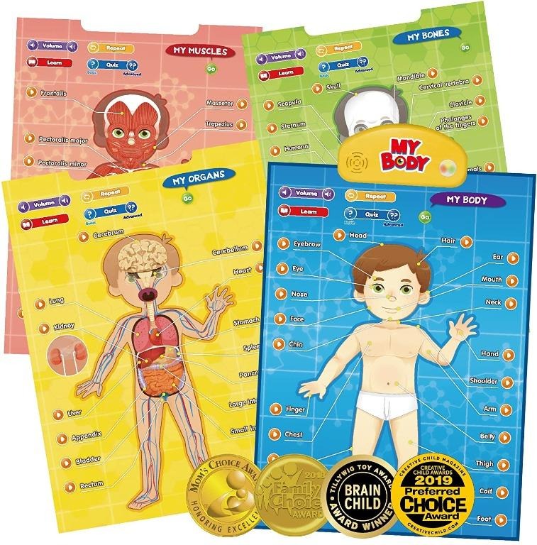 BEST LEARNING i-Poster My Body - Interactive Educational Human Anatomy ...