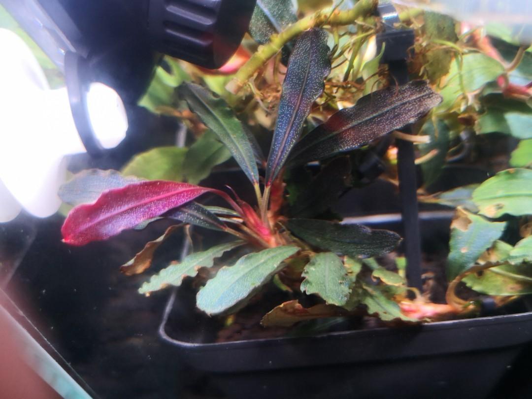Bucephalandra Sp. Red Cerberus with submersed leaves, Furniture & Home ...