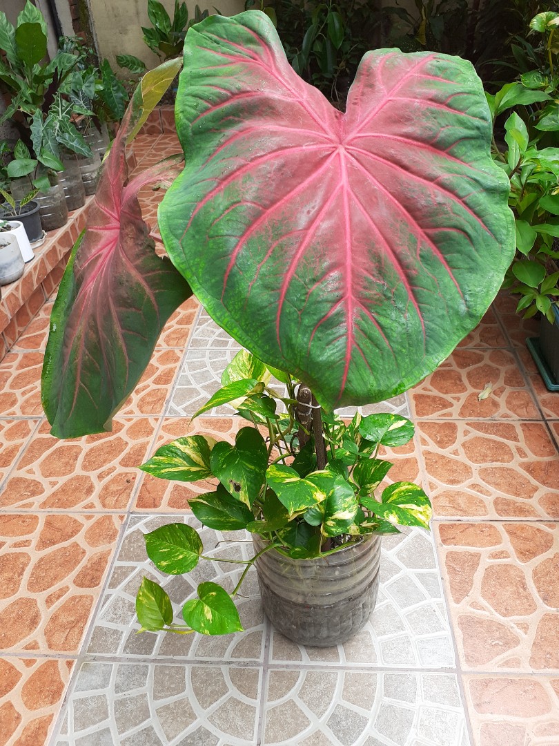Caladium and giant golden pothos, Furniture & Home Living, Gardening ...