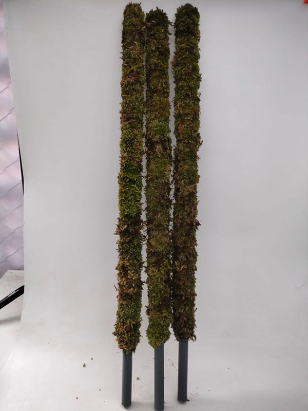 Living Moss Pole 70 cm, Furniture & Home Living, Gardening, Plants ...