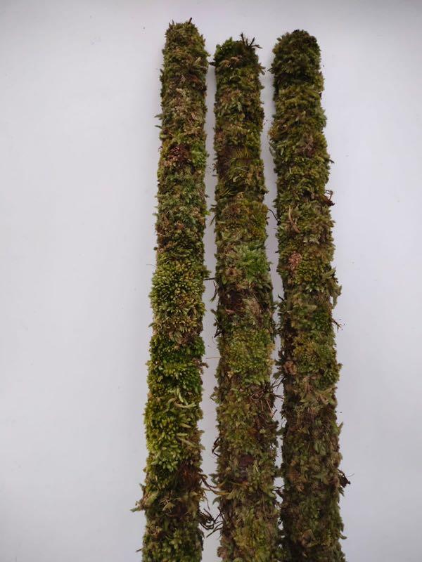Living Moss Pole 70 cm, Furniture & Home Living, Gardening, Plants ...