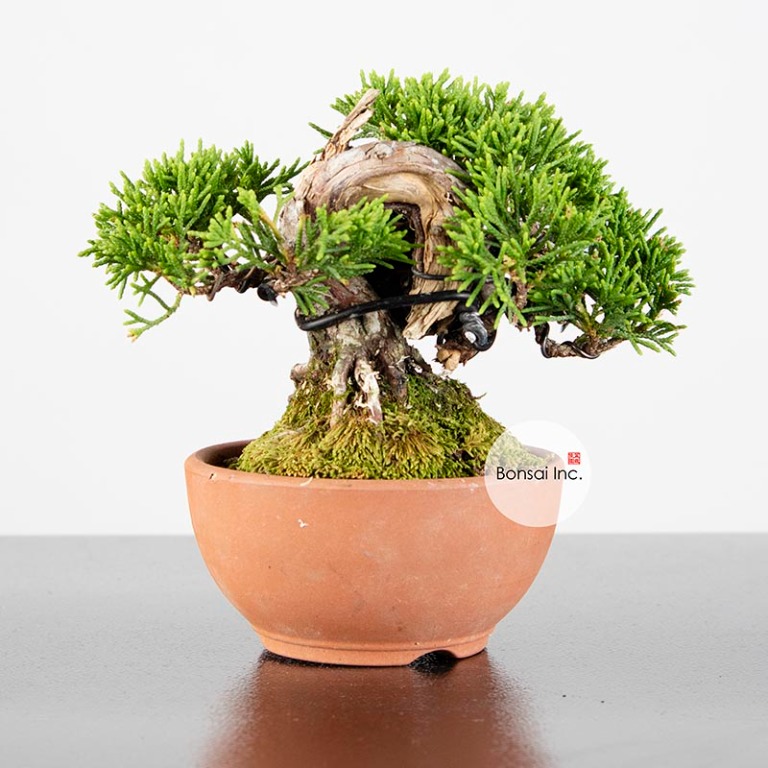 Old Mame Japanese Shimpaku Sharimiki Bonsai, Furniture & Home Living ...