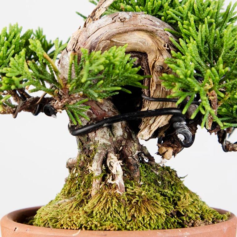 Old Mame Japanese Shimpaku Sharimiki Bonsai, Furniture & Home Living ...