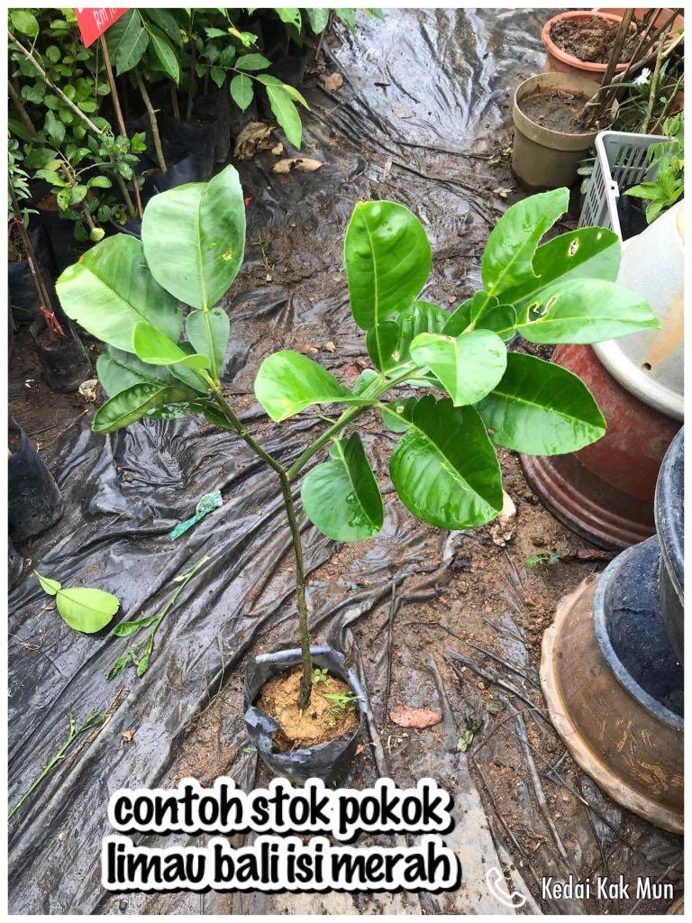 pokok tut limau bali isi merah, Furniture & Home Living, Gardening ...