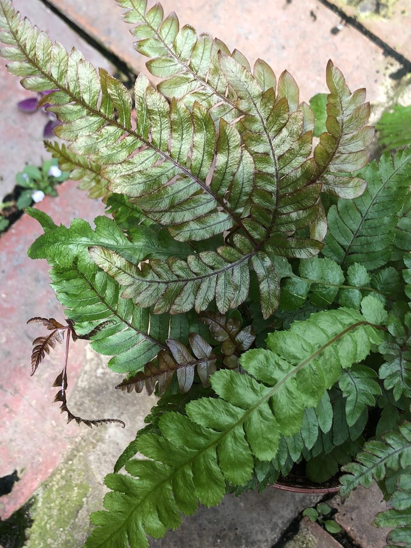 Ptera Tri colour ferns, Furniture & Home Living, Gardening, Plants ...