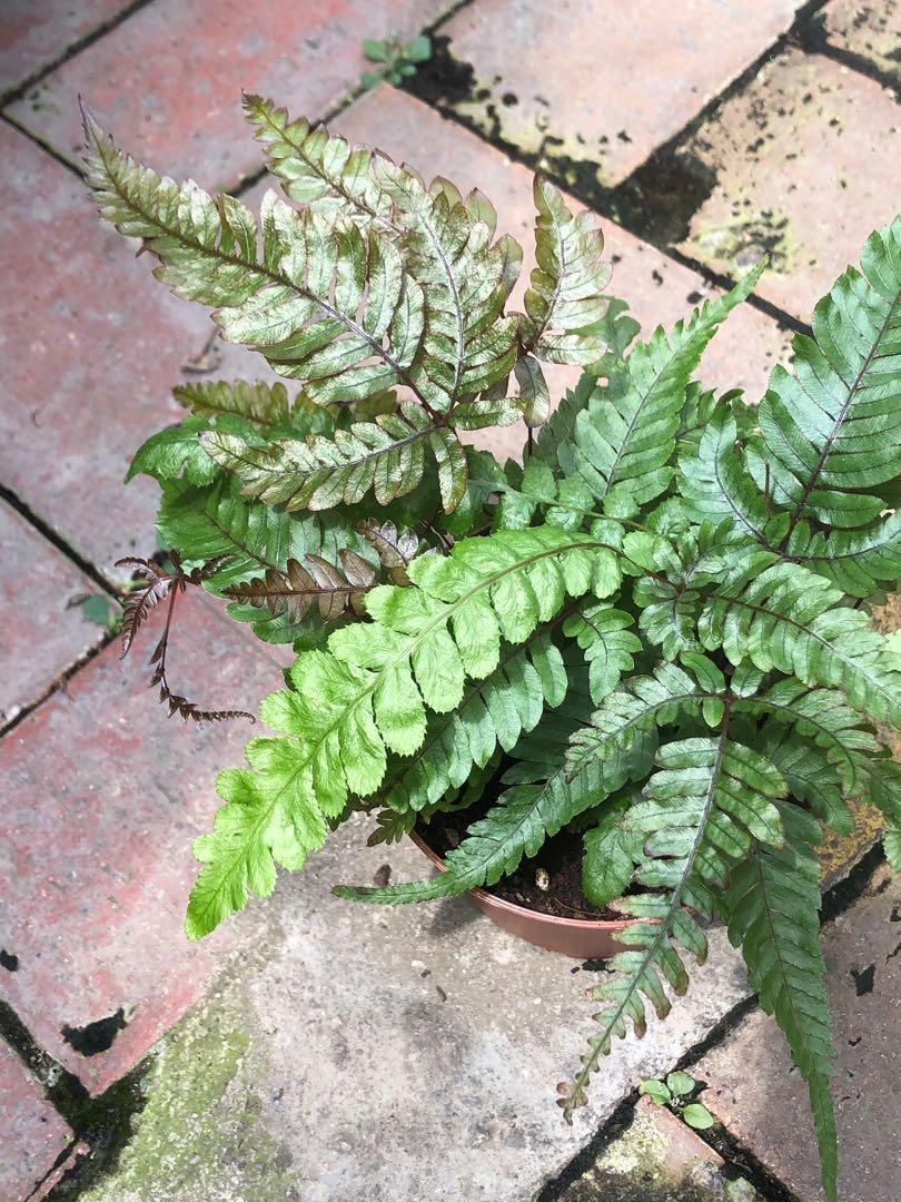 Ptera Tri colour ferns, Furniture & Home Living, Gardening, Plants ...