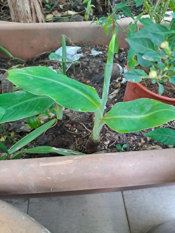 Banana tree saplings, Furniture & Home Living, Gardening, Plants ...