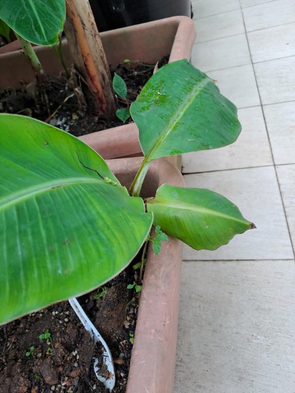 Banana tree saplings, Furniture & Home Living, Gardening, Plants ...