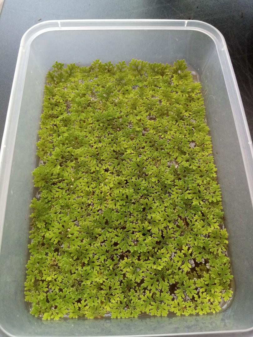 Beautiful Azolla / fairy moss, Pet Supplies, Pet Food on Carousell